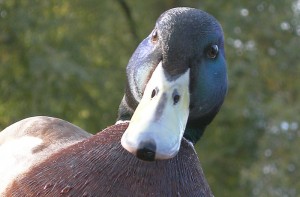 Mit jelent az anatidaefóbia? - Startlap Wiki