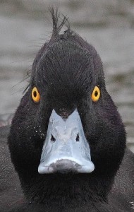 Mit jelent az anatidaefóbia? - Startlap Wiki